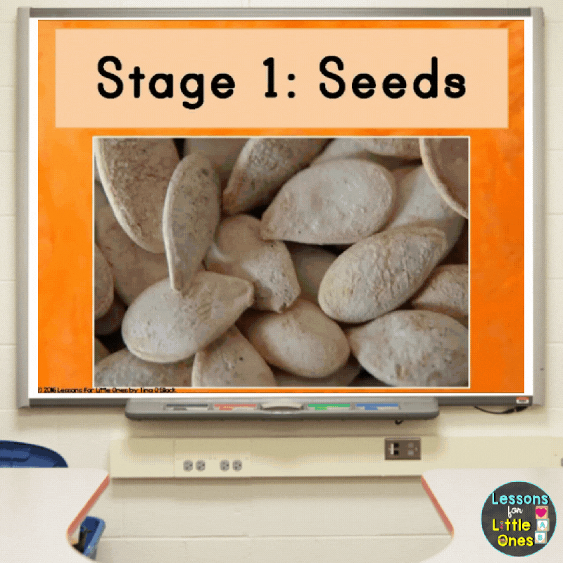How to Make the Pumpkin Life Cycle Meaningful & Fun for Students