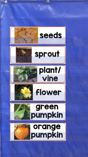 How to Make the Pumpkin Life Cycle Meaningful & Fun for Students