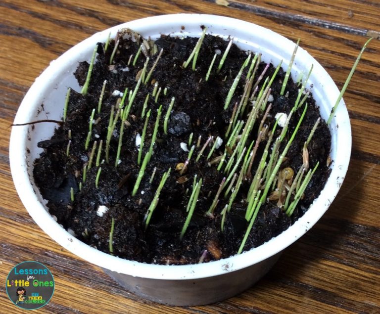 Plants Science Experiments & Teaching How Plants Grow