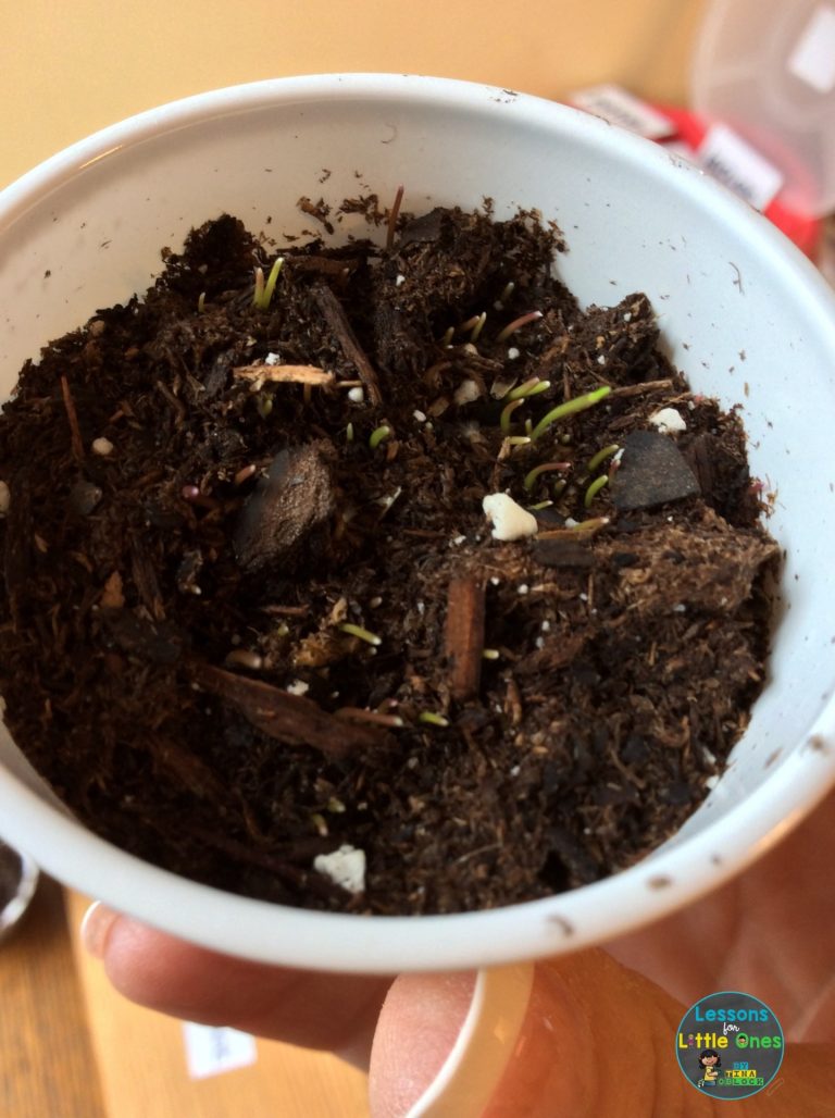 Plants Science Experiments & Teaching How Plants Grow