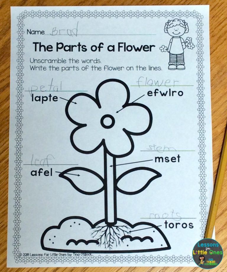 Flower Science Experiments & Parts of a Flower Activities