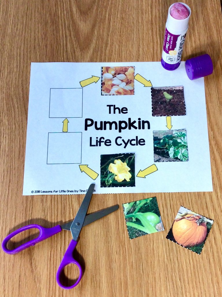 How to Make the Pumpkin Life Cycle Meaningful & Fun for Students
