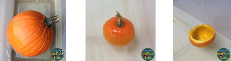 Pumpkin Science Experiments & STEM Challenges
