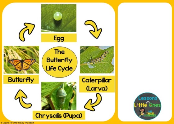 Life Cycle (Butterfly, Frog, Chicken, Plant) Teaching Ideas Plus Free ...