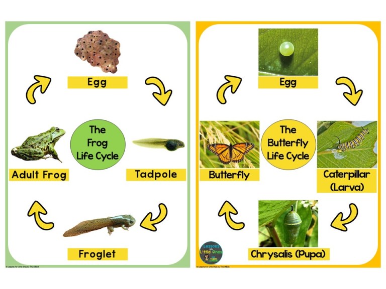 Life Cycle (Butterfly, Frog, Chicken, Plant) Teaching Ideas Plus Free ...