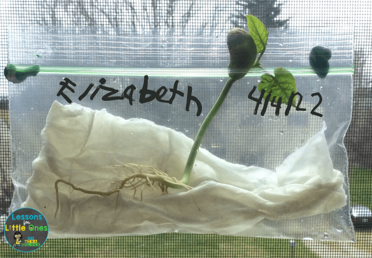 Plants Science Experiments & Teaching How Plants Grow