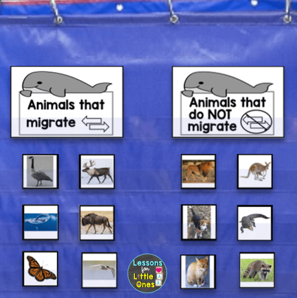 Animal Adaptations and Migration Activities, Crafts, and Videos for ...
