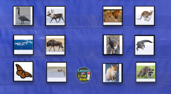 Animal Adaptations and Migration Activities, Crafts, and Videos for ...
